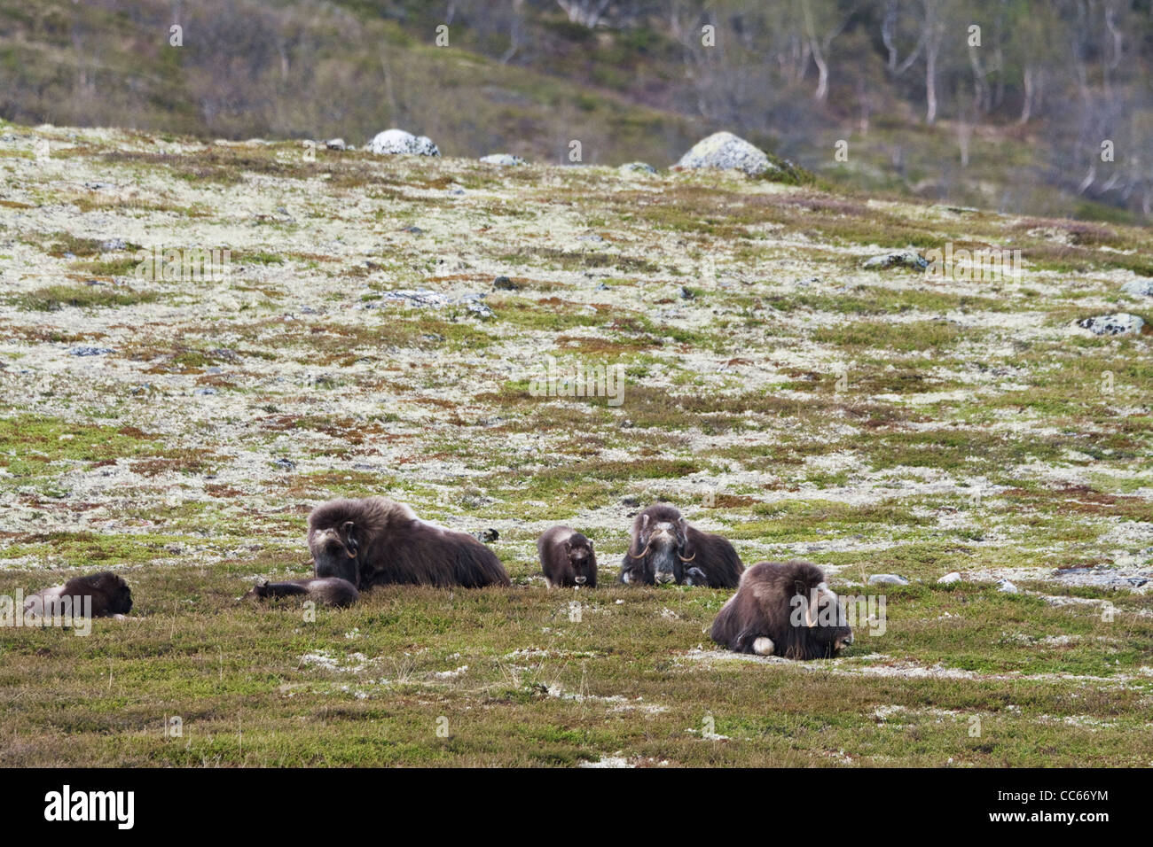 musk, mammal, animal, musk ox, Ovibos moschatus Stock Photo - Alamy