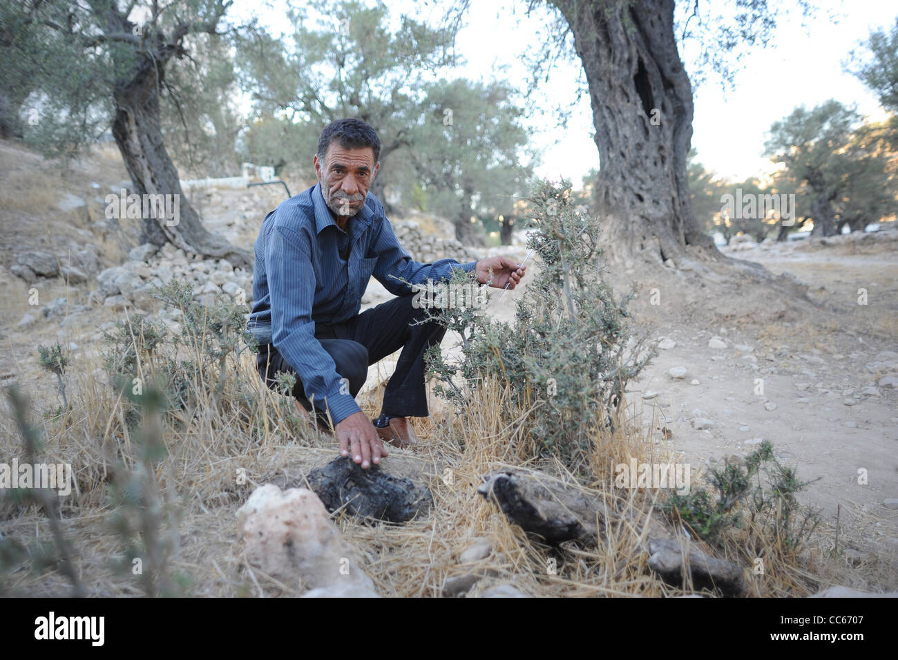 A Palestinian man shows his olive trees in the Israeli-occupied part of ...