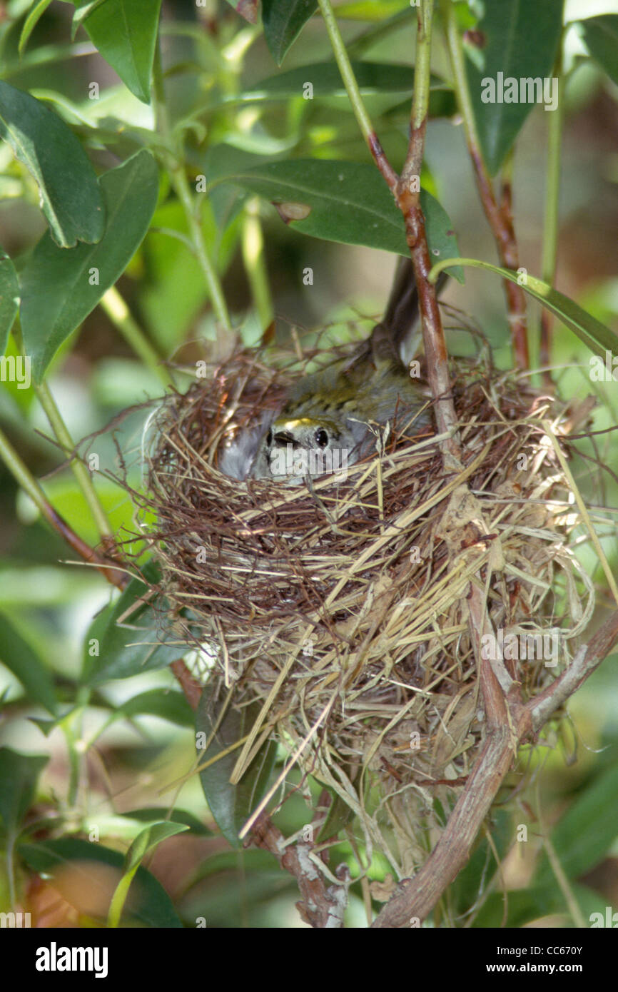 Wood warbler eggs hi-res stock photography and images - Alamy