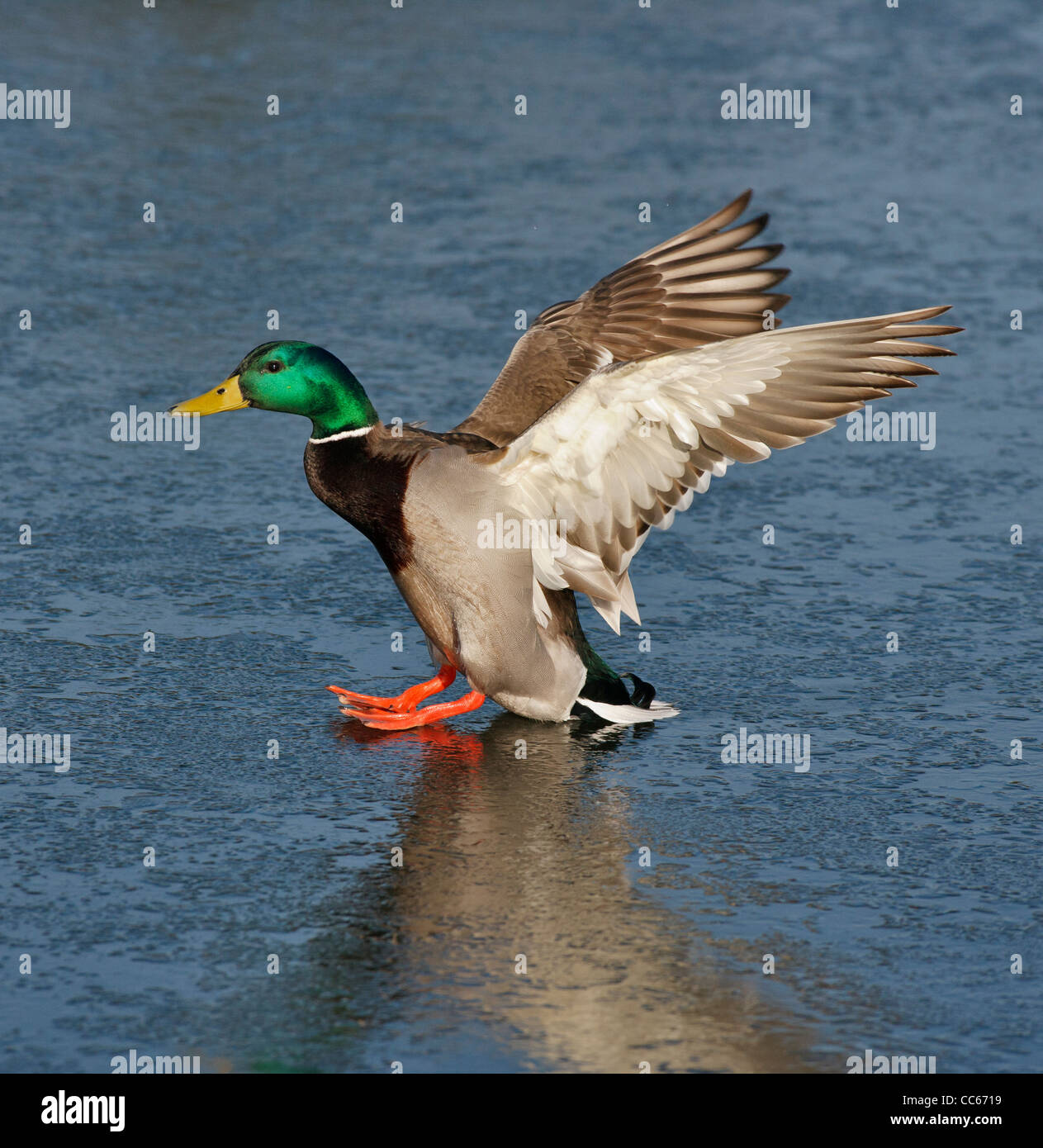 Mallardl duck drake landing on frozen lagoon-Victoria, British Columbia ...