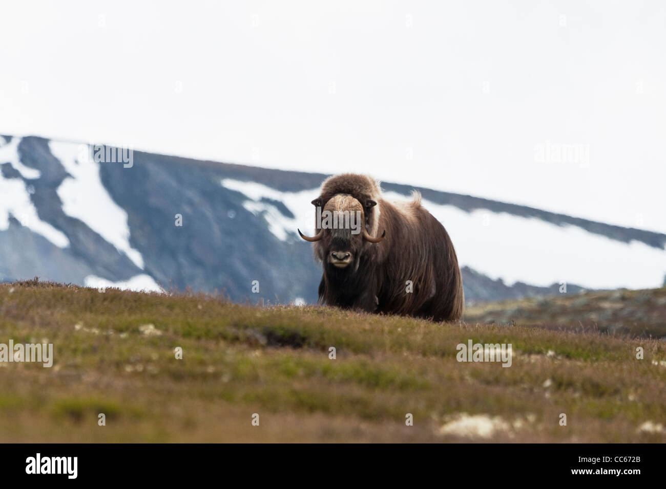 musk, mammal, animal, musk ox, Ovibos moschatus Stock Photo - Alamy