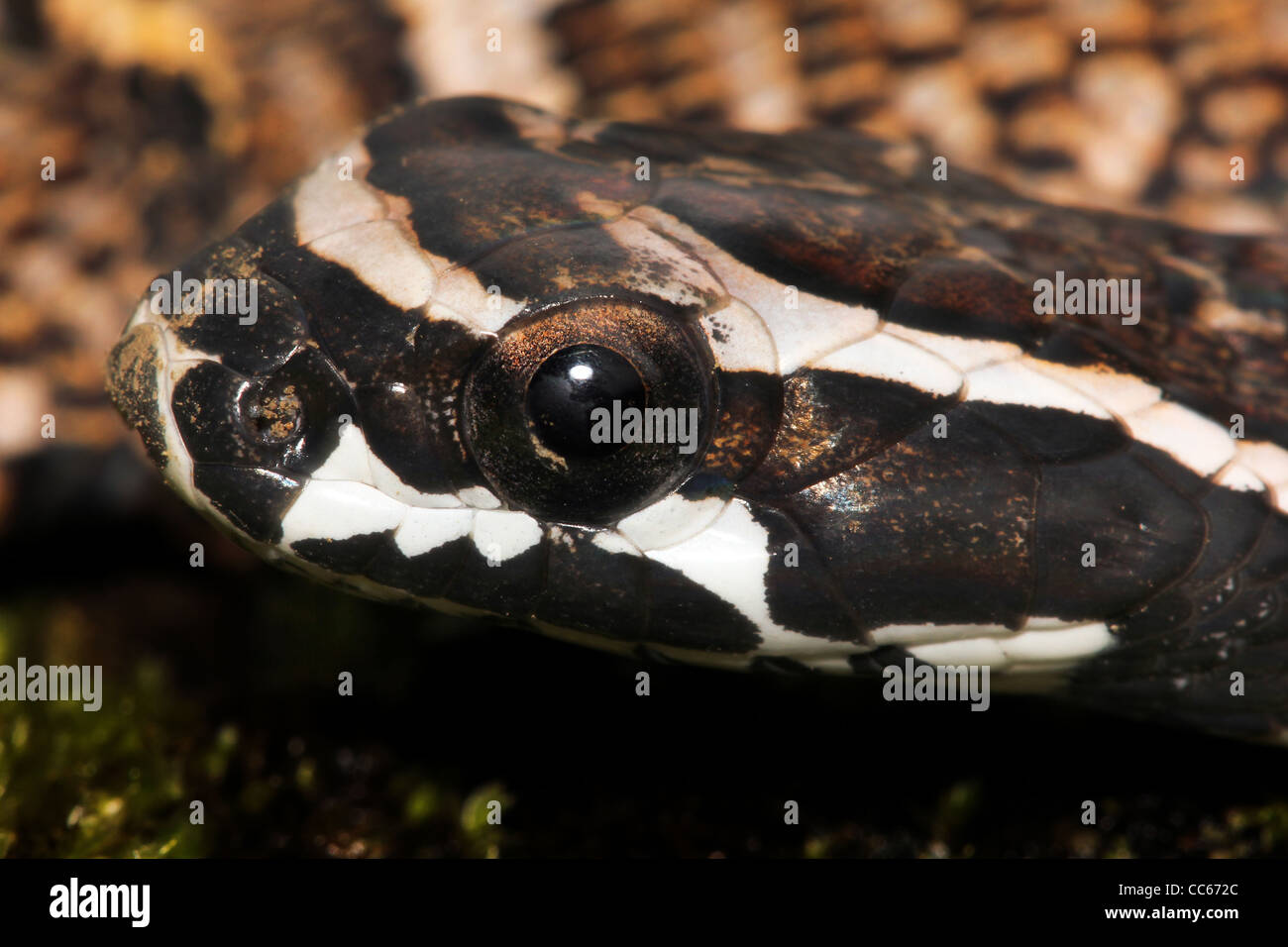 A baby Giant False Viper (Xenodon severus) in the Peruvian Amazon (aka ...