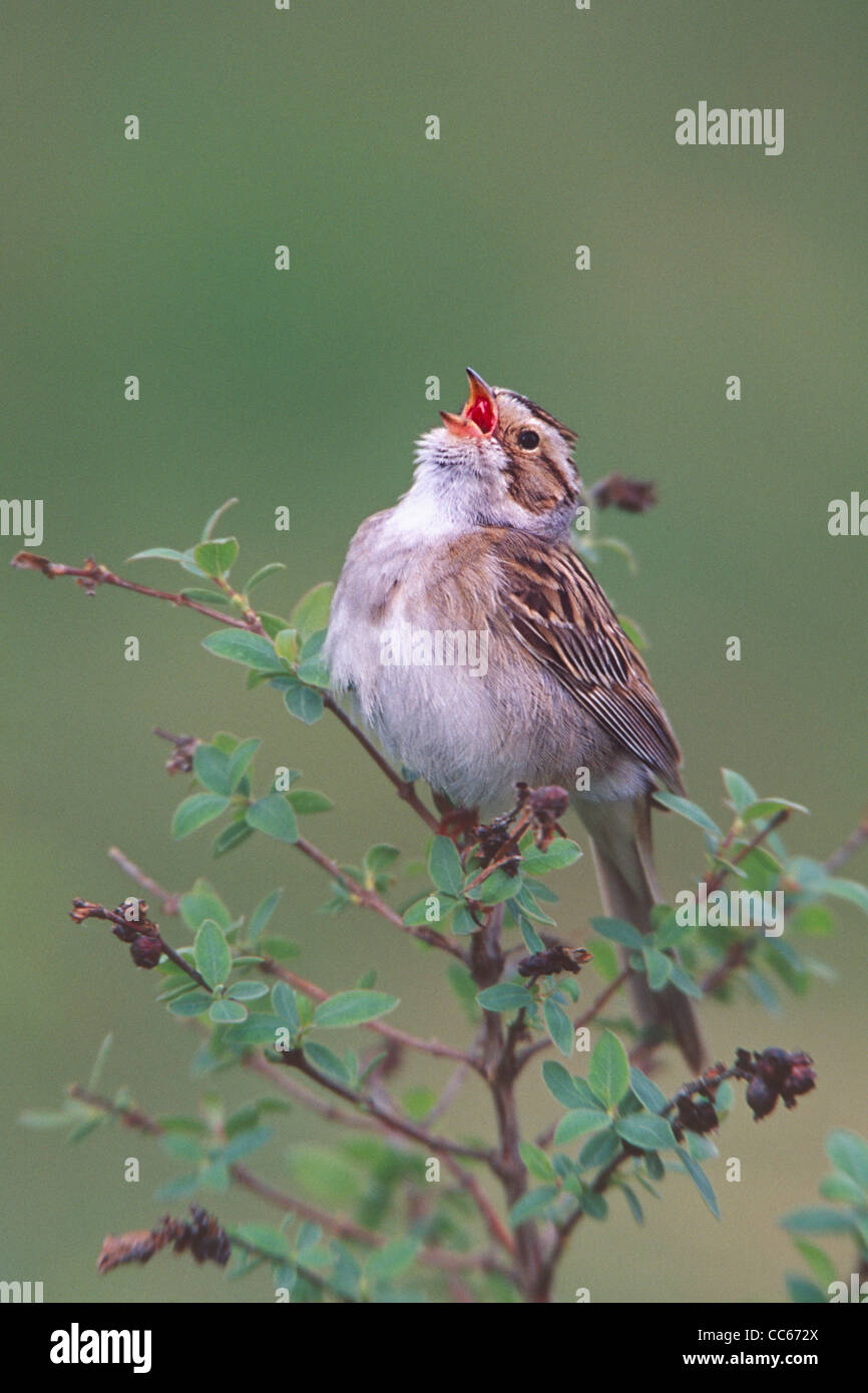 Clay-colored Sparrow - vertical Stock Photo - Alamy