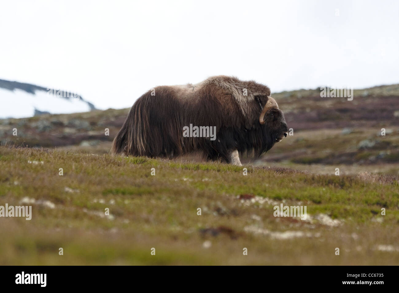 musk, mammal, animal, musk ox, Ovibos moschatus Stock Photo - Alamy