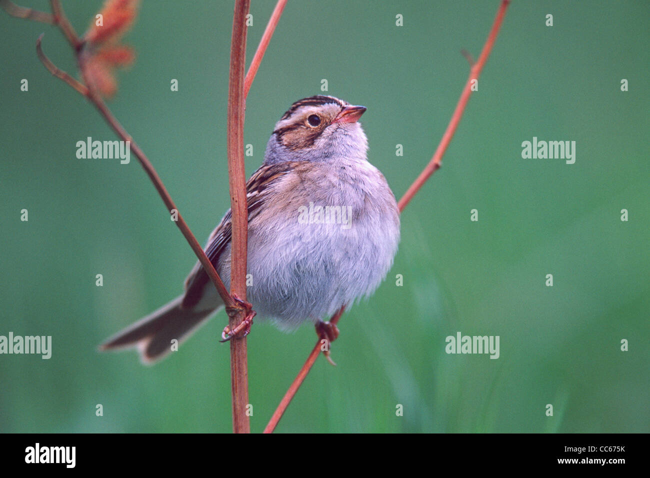 Clay colored hi-res stock photography and images - Alamy