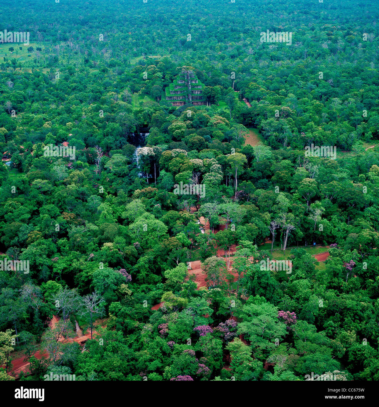 Forest, Angkor, Cambodia Stock Photo - Alamy
