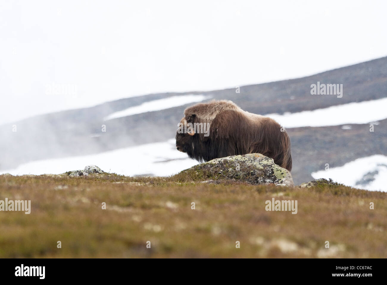 musk, mammal, animal, musk ox, Ovibos moschatus Stock Photo - Alamy
