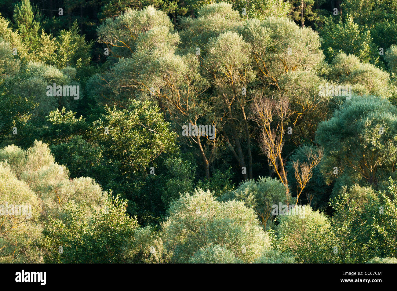 Very tall Willow trees growing on the shores of the river Segre in the ...