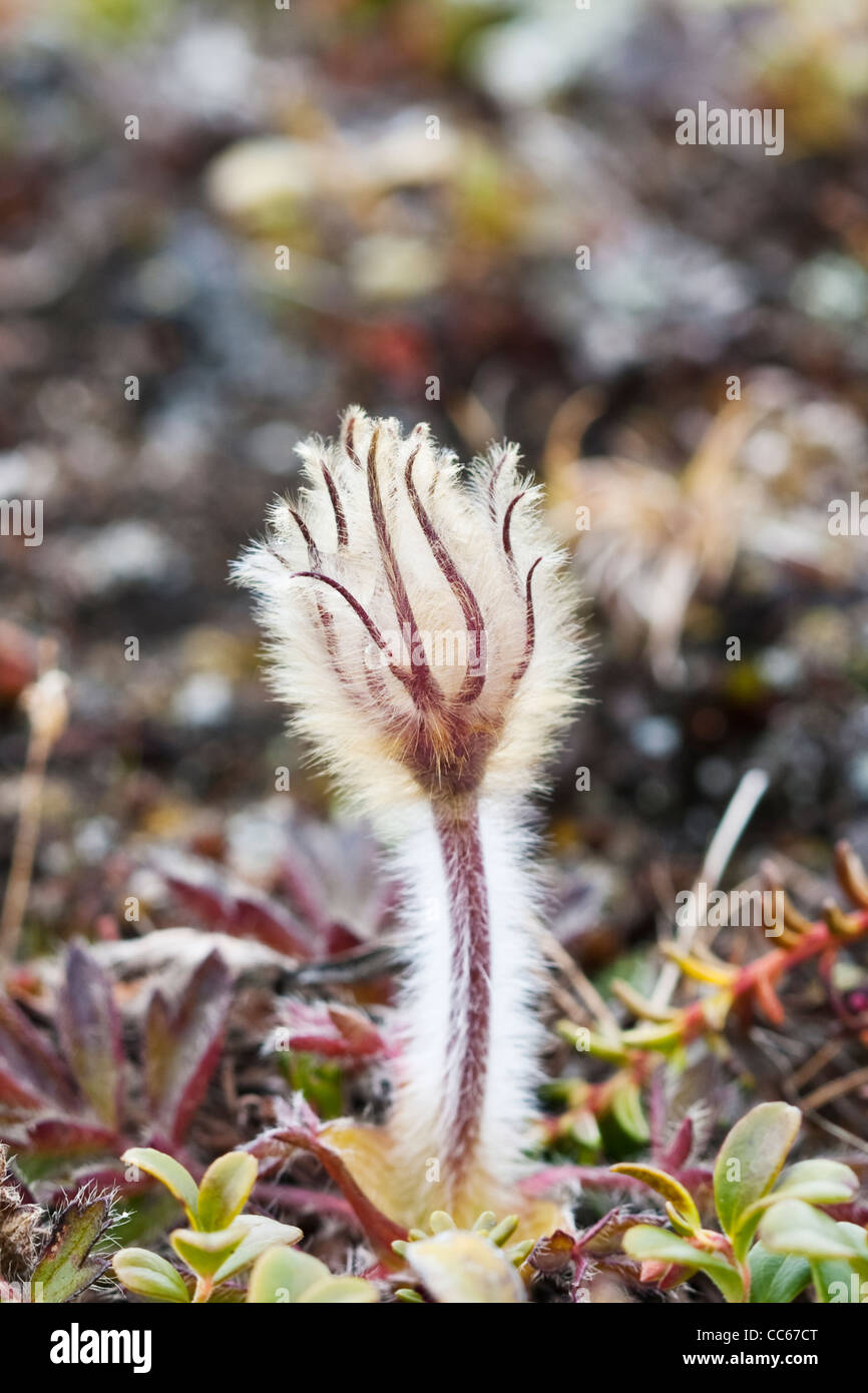 Loodus norra lill hi-res stock photography and images - Alamy