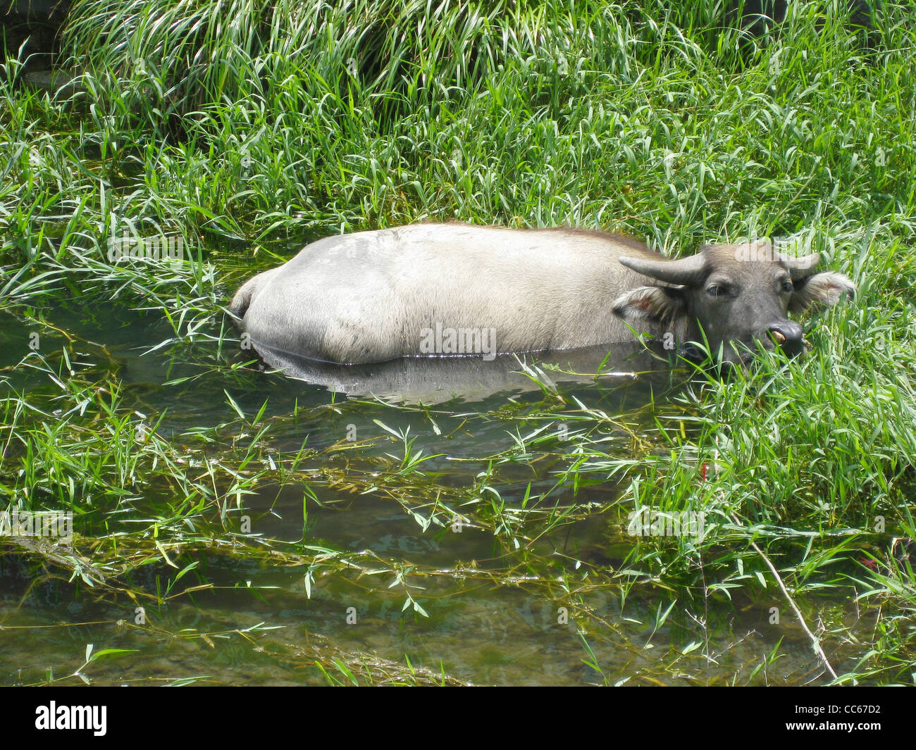 Resting water buffalo hi-res stock photography and images - Alamy