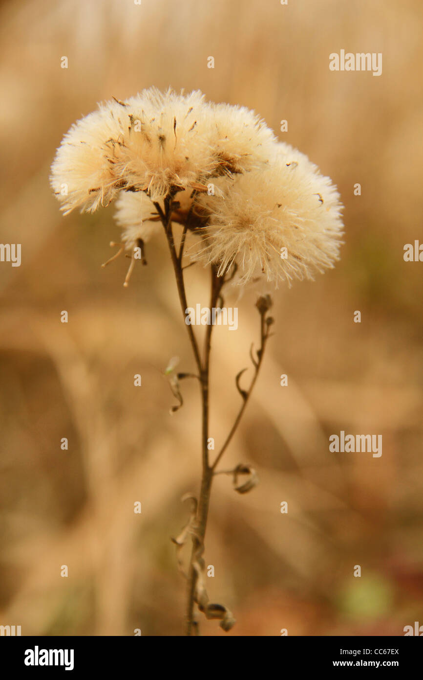 Dandelion blossom blooming detail hi-res stock photography and images ...