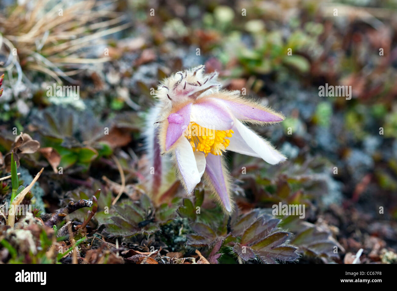 Mogop, Anemone vernalis, kevad-karukell, pulsatilla vermalis, flowers ...