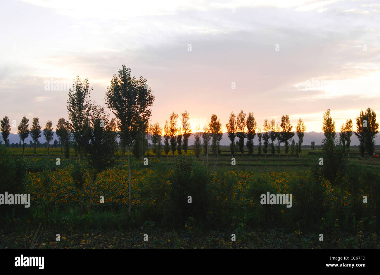 Trees in sunset, Hohhot, Inner Mongolia, China Stock Photo - Alamy