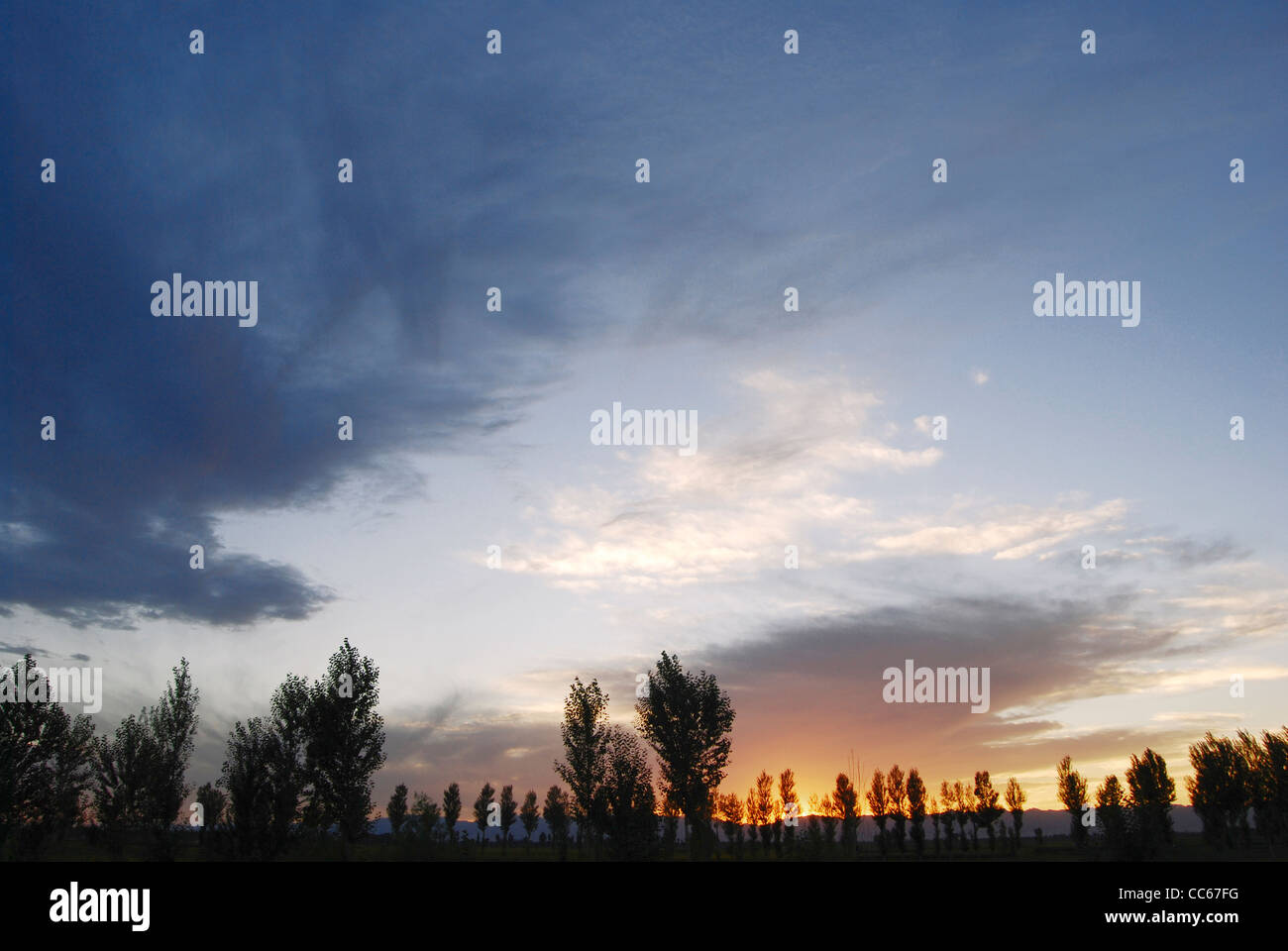 Trees in sunset, Hohhot, Inner Mongolia, China Stock Photo - Alamy