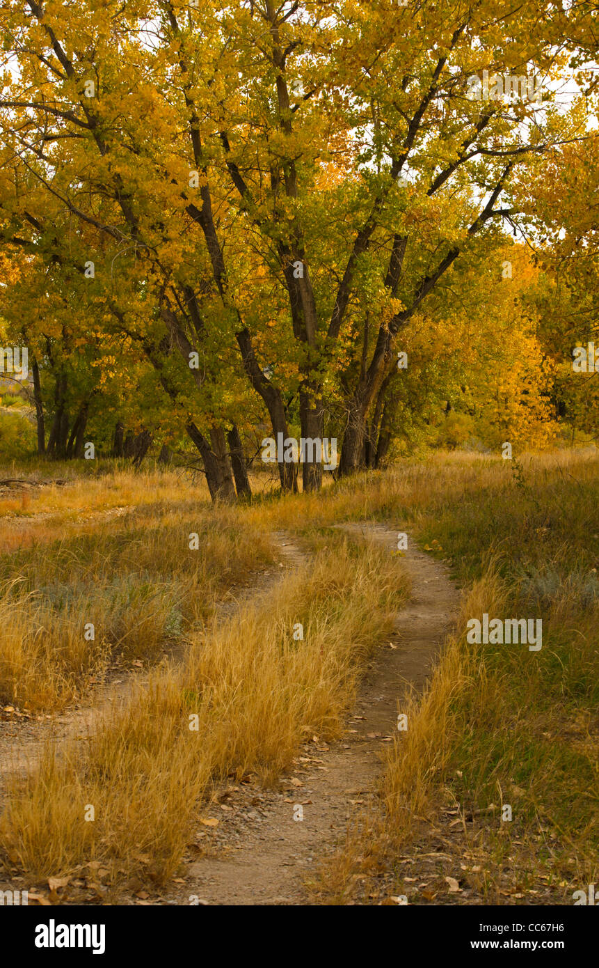 Old dirt road winds through Plains Cottonwood tree forest (Populus ...