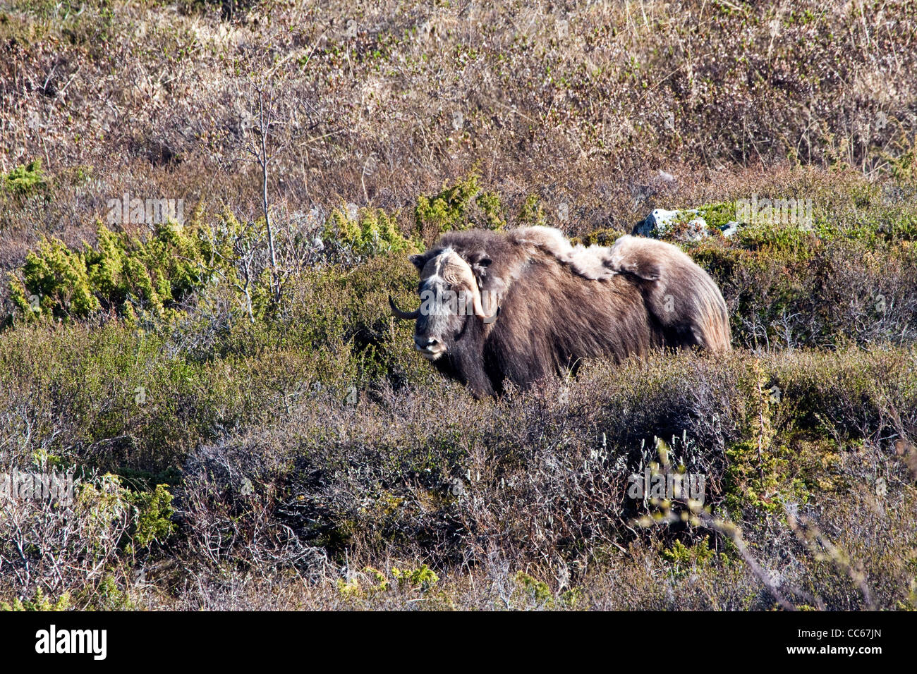 musk, mammal, animal, musk ox, Ovibos moschatus Stock Photo - Alamy