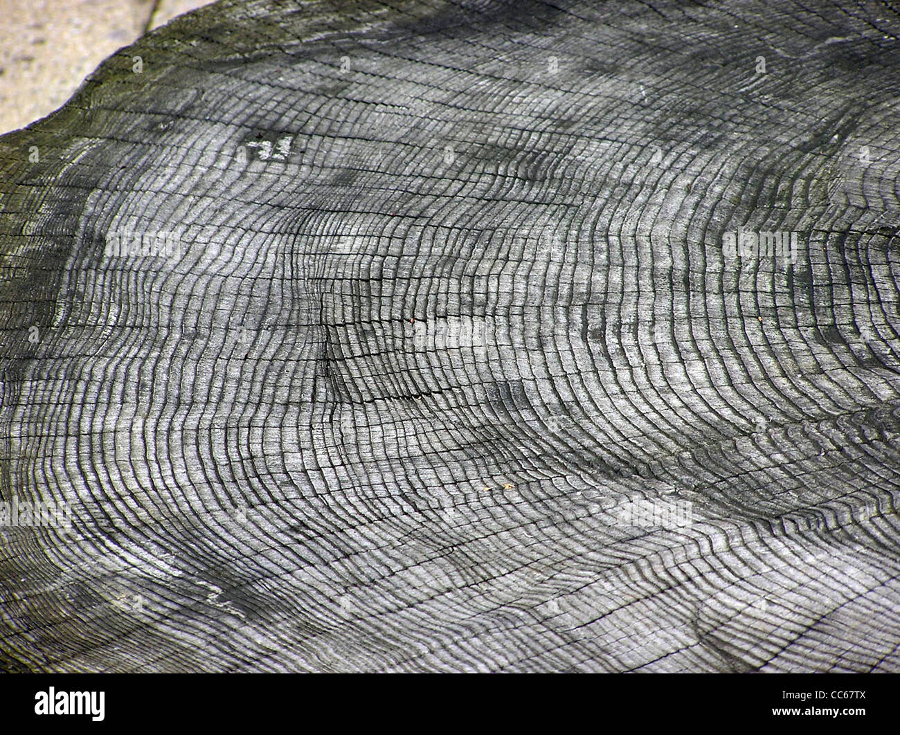 The growth rings of an unknown tree species, at Bristol Zoo, Bristol ...