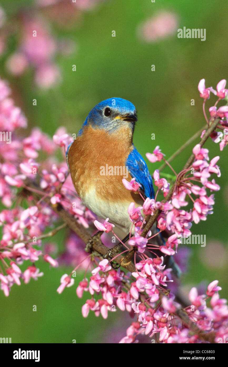 Eastern Bluebird perched in Redbud Flowers - Vertical Stock Photo - Alamy