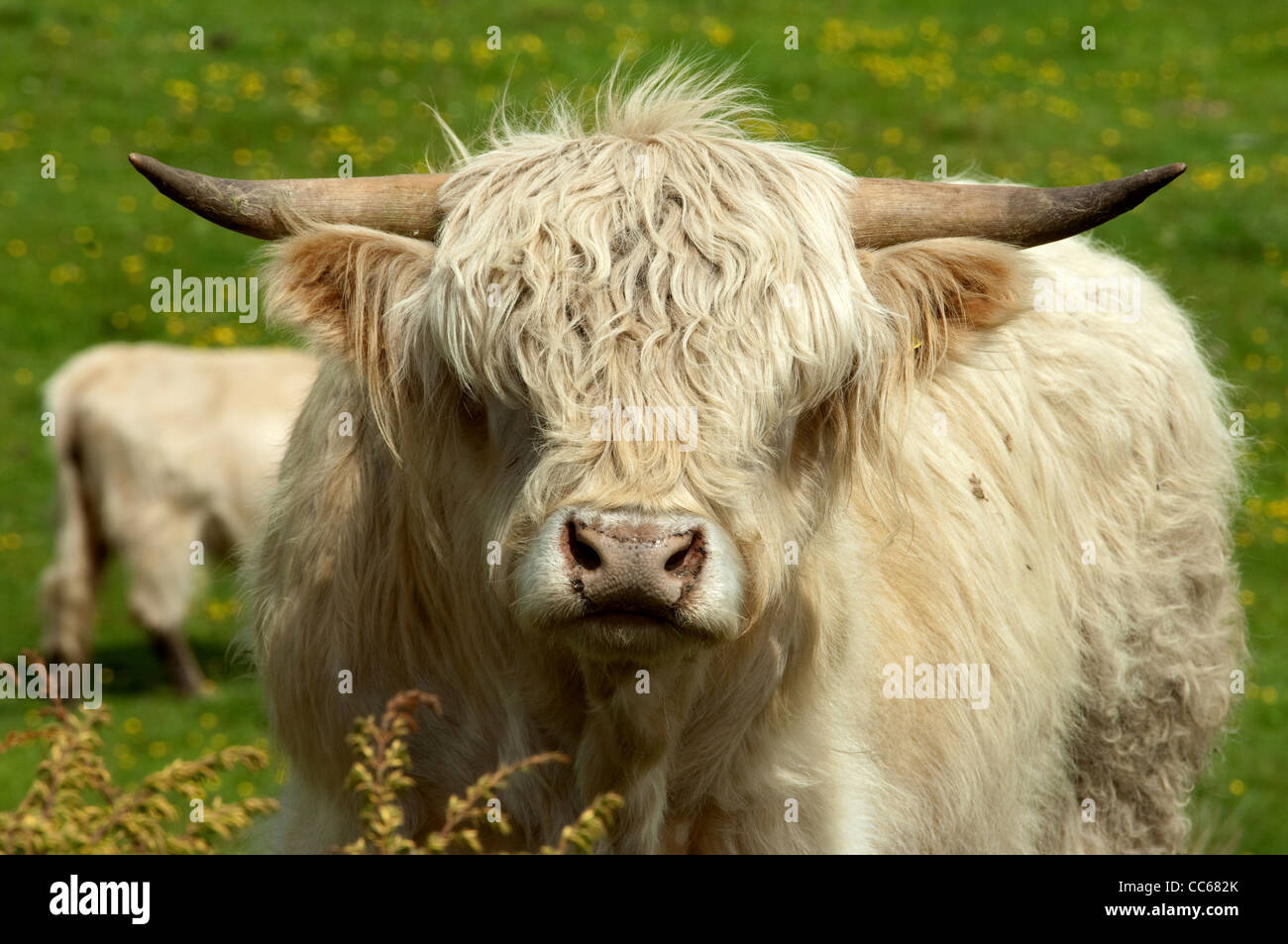 Cc682k hi-res stock photography and images - Alamy