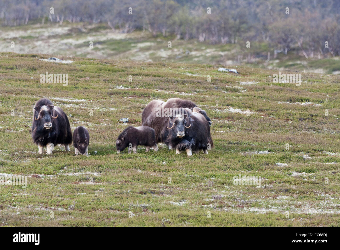 Animal musk hi-res stock photography and images - Alamy
