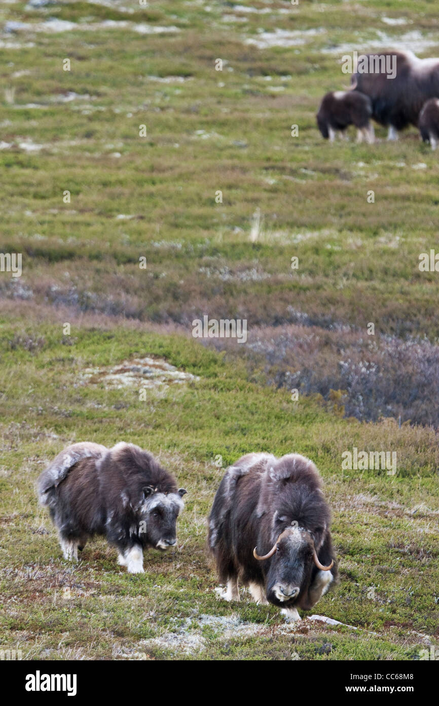 Loodus norra hi-res stock photography and images - Alamy