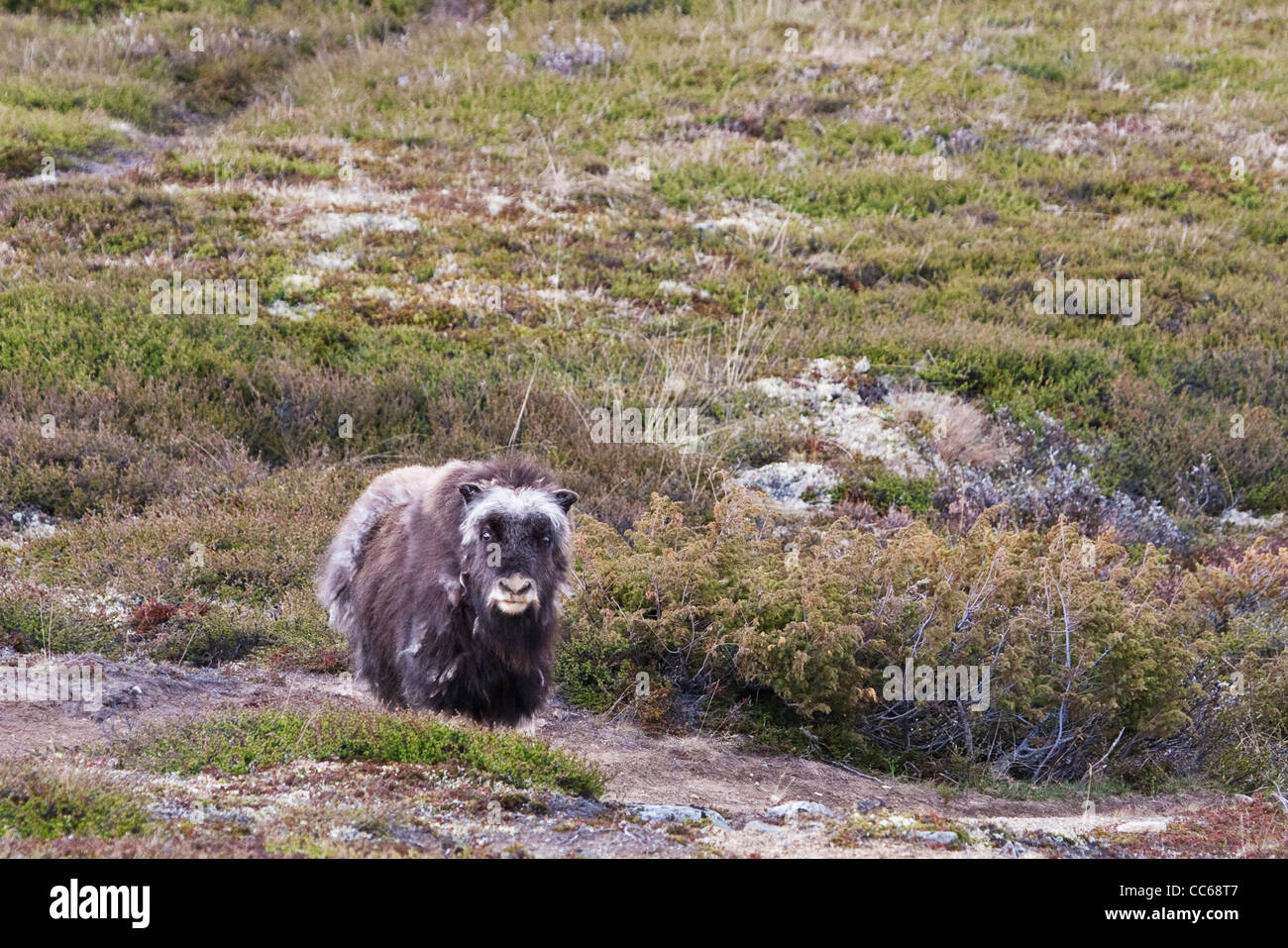 musk, mammal, animal, musk ox, Ovibos moschatus Stock Photo - Alamy