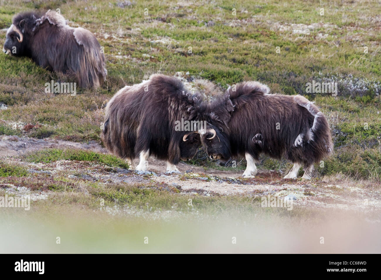 musk, mammal, animal, musk ox, Ovibos moschatus Stock Photo - Alamy