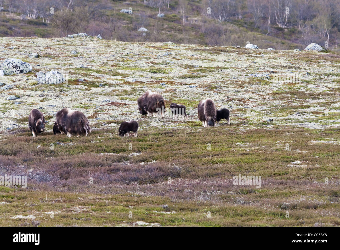 musk, mammal, animal, musk ox, Ovibos moschatus Stock Photo - Alamy