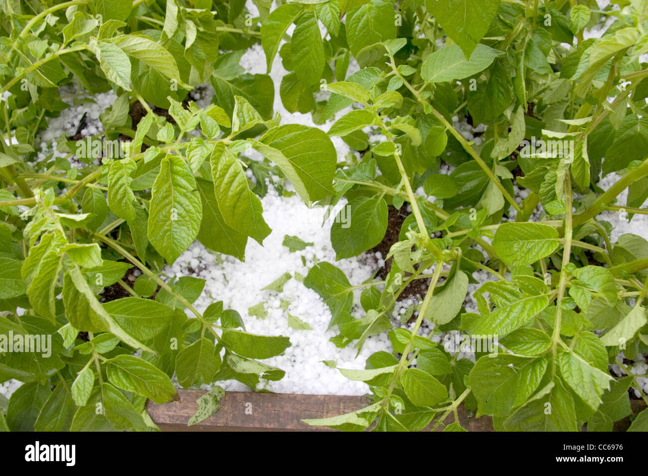 Garden crop damage from summer hailstones Stock Photo - Alamy