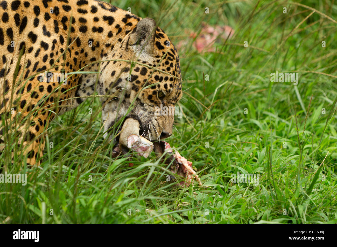 Large Male Jaguar In The Wild Shoot In The Ecuadorian Tropical Forest ...