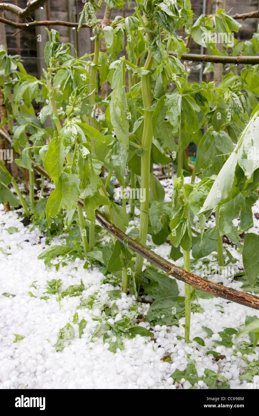 Bean plant damage hi-res stock photography and images - Alamy