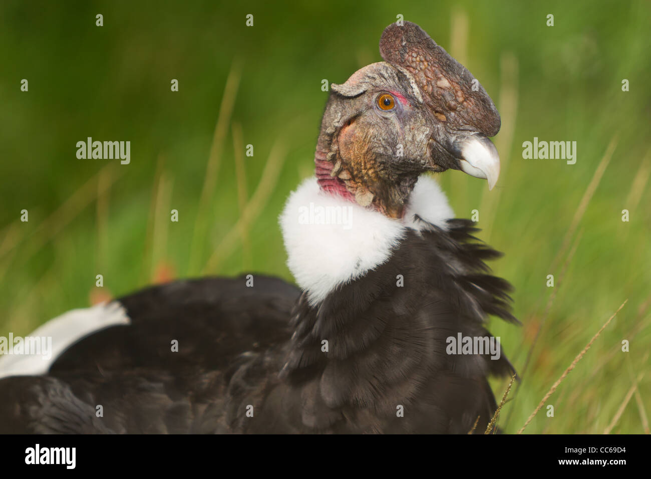 The Andean Condor Is A Large Black Vulture With A Ruff Of White ...