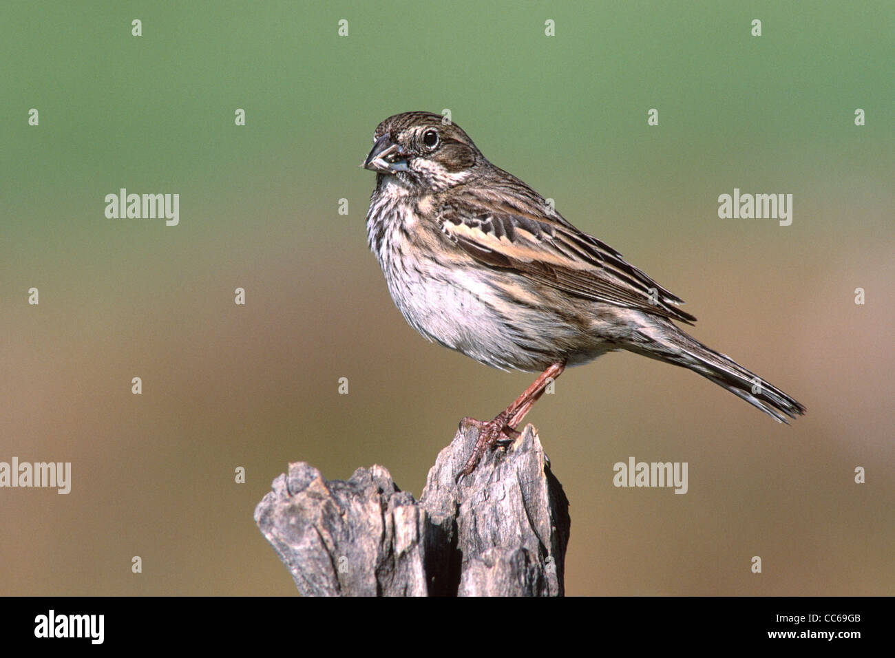 Female lark bunting hi-res stock photography and images - Alamy