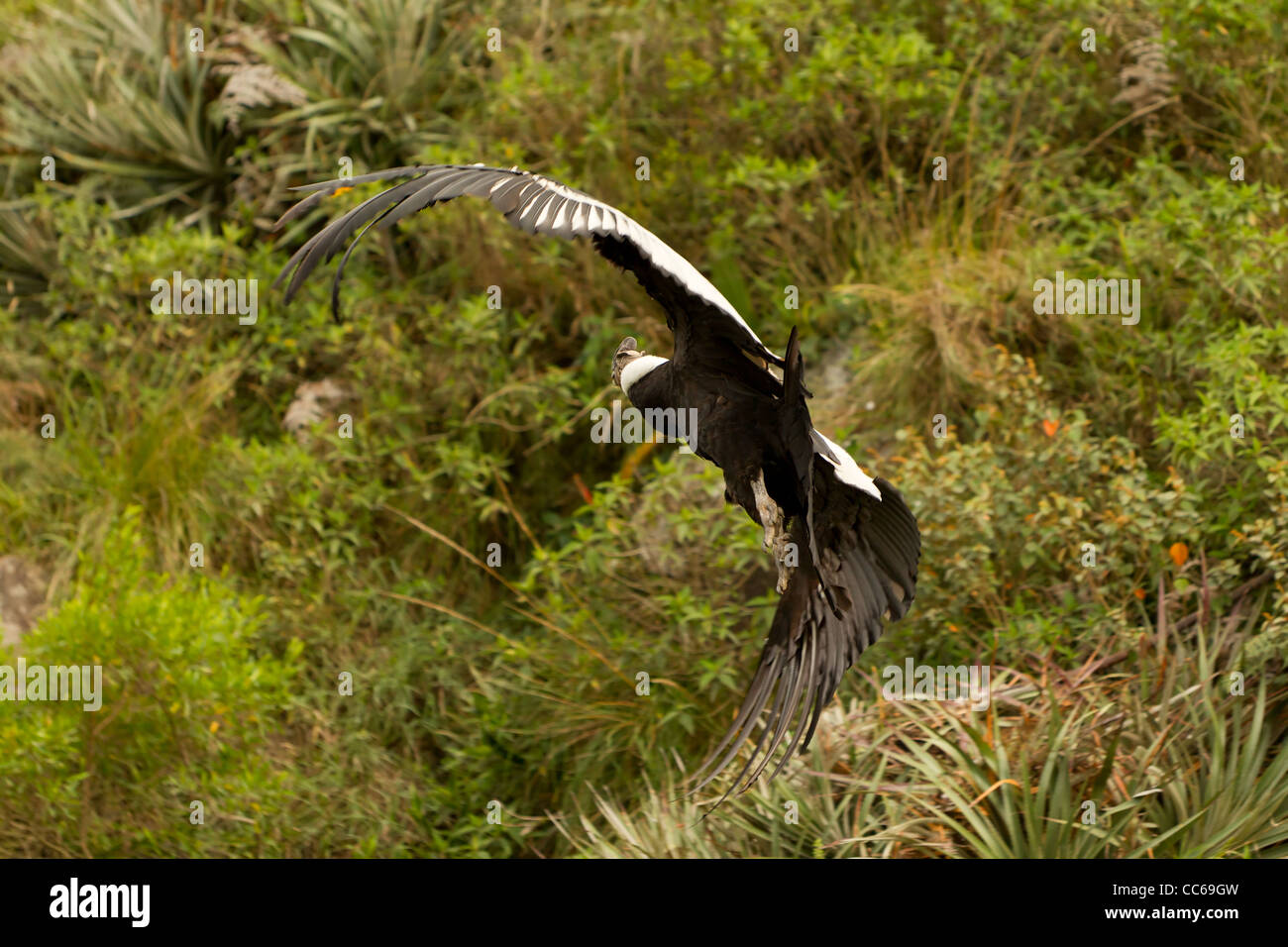 The Andean Condor Is A Large Black Vulture With A Ruff Of White ...