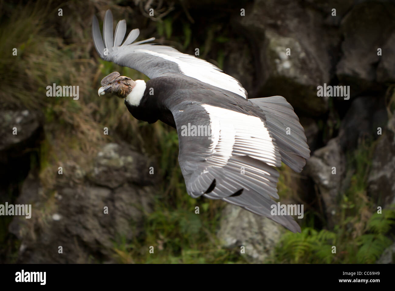 The Andean Condor Is A Large Black Vulture With A Ruff Of White ...