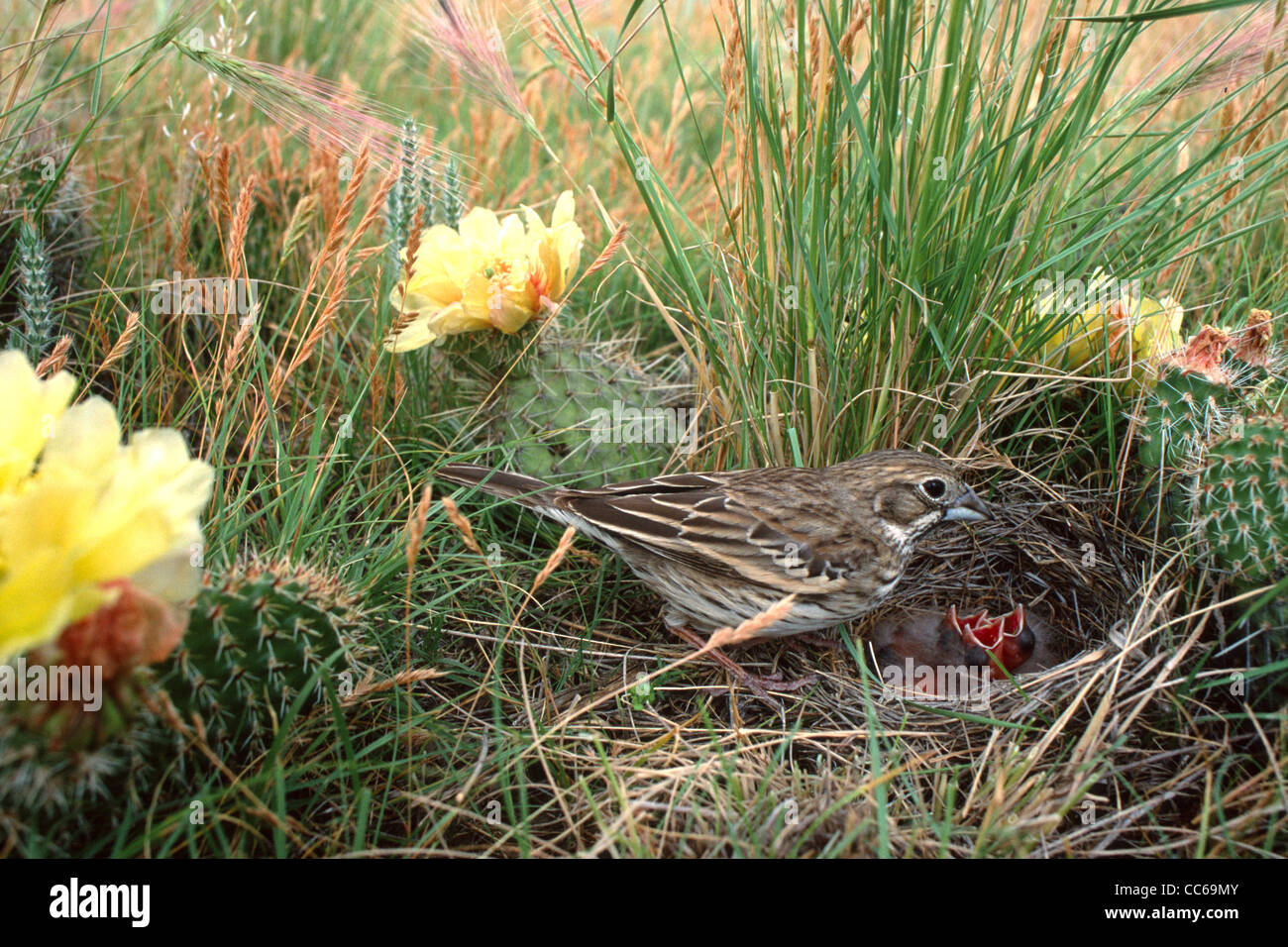 Lark bunting bird hi-res stock photography and images - Alamy