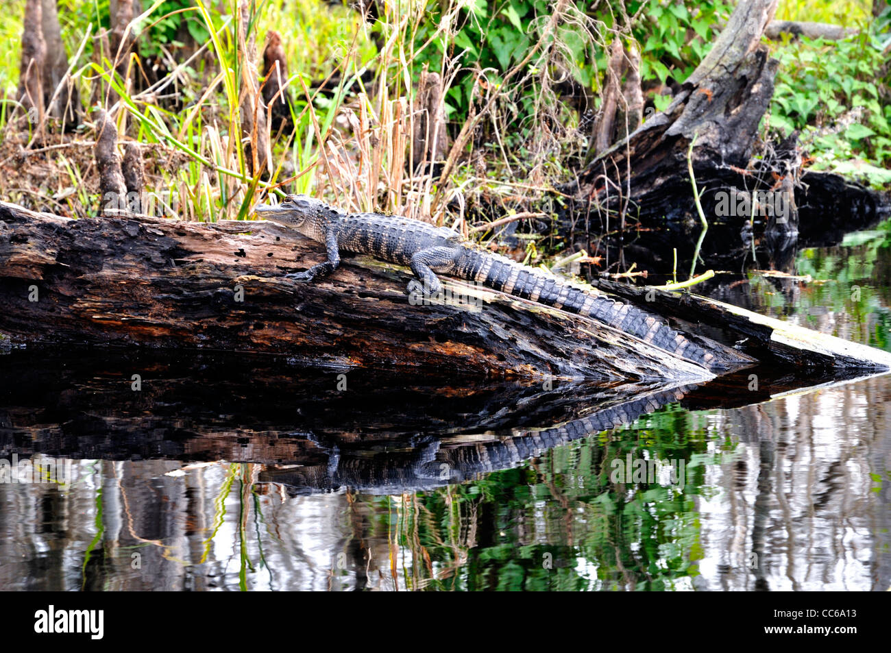 A young American alligator relaxes atop a log in a central Florida ...