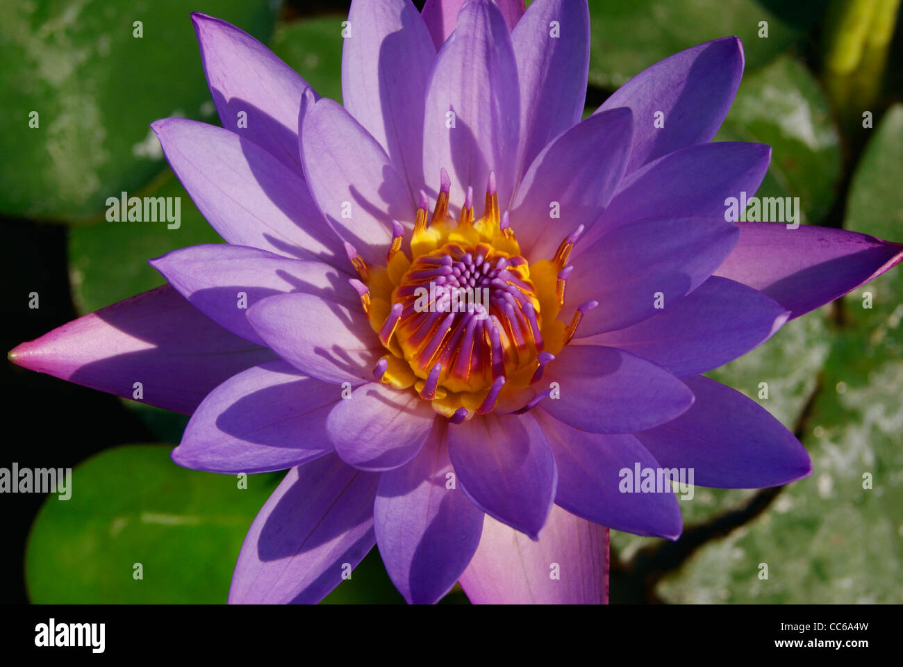 Blooming Pink Lotus (Nelumbo nucifera ) on Water surface Stock Photo ...
