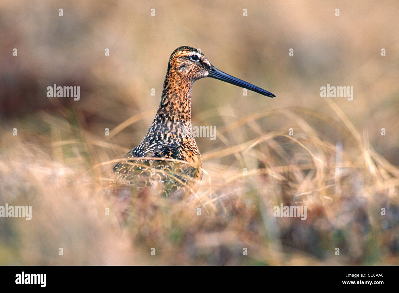 Dowitchers birds dowitcher hi-res stock photography and images - Alamy
