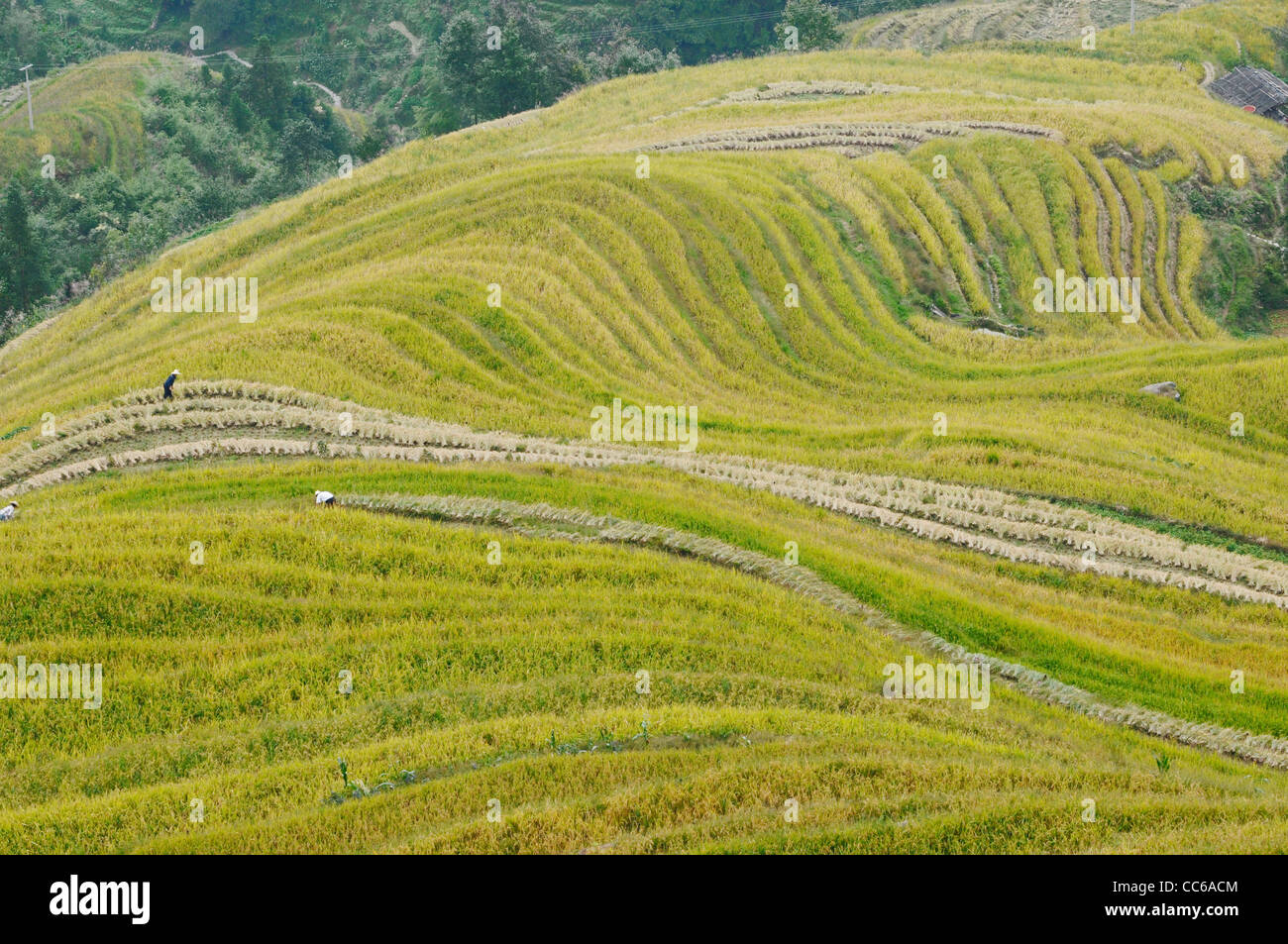 Jinkeng Rice Terraces, Guilin, Guangxi , China Stock Photo - Alamy