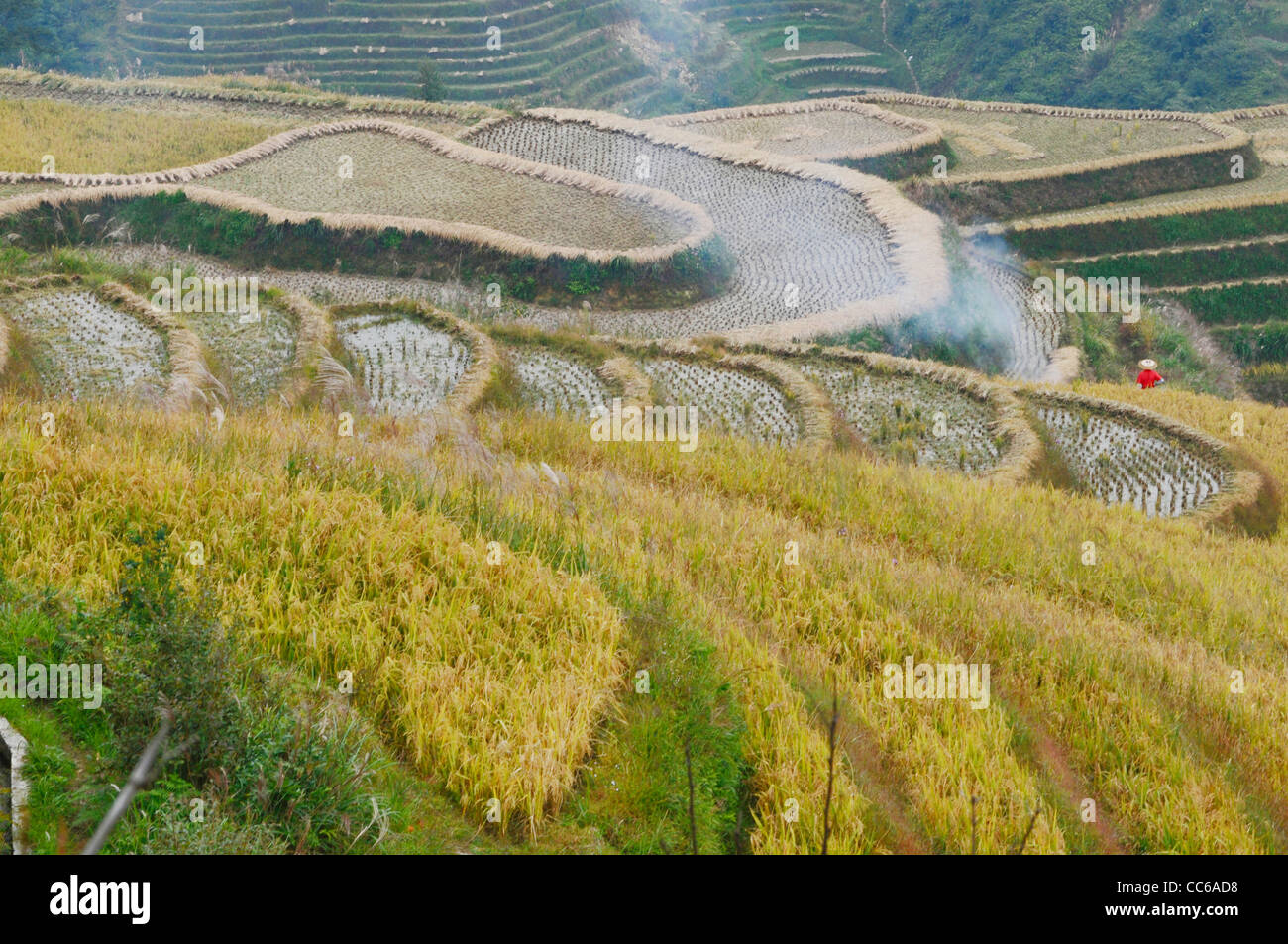 Jinkeng Rice Terraces, Guilin, Guangxi , China Stock Photo - Alamy