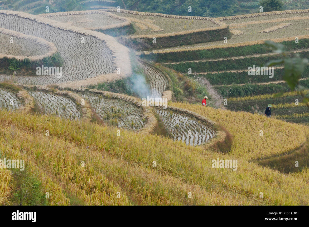 Jinkeng Rice Terraces, Guilin, Guangxi , China Stock Photo - Alamy