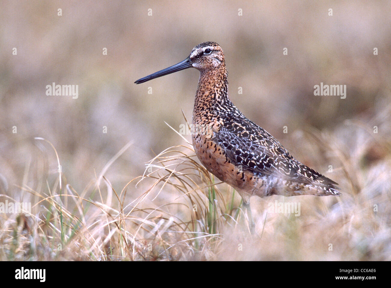 Dowitchers birds dowitcher hi-res stock photography and images - Alamy