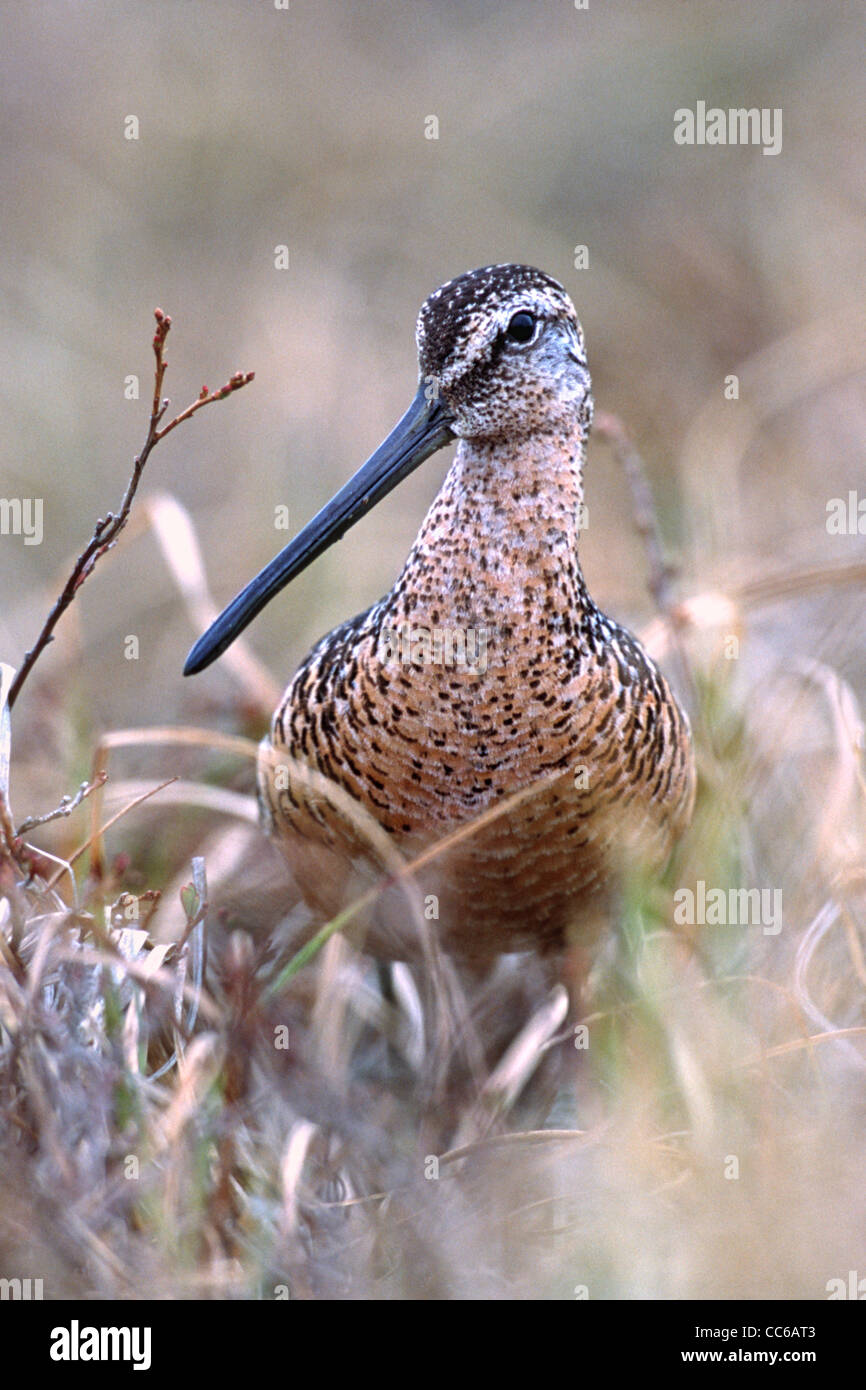 Long-billed Dowitcher - vertical Stock Photo - Alamy