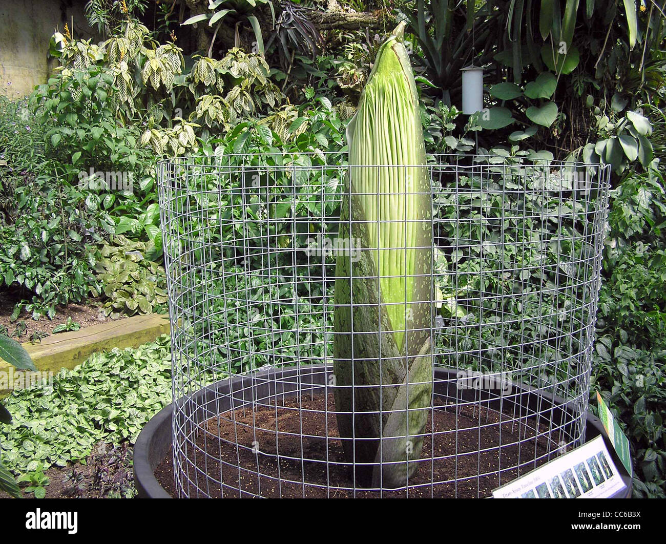 The Titan Arum, also known as the corpse flower, is a rare and large ...