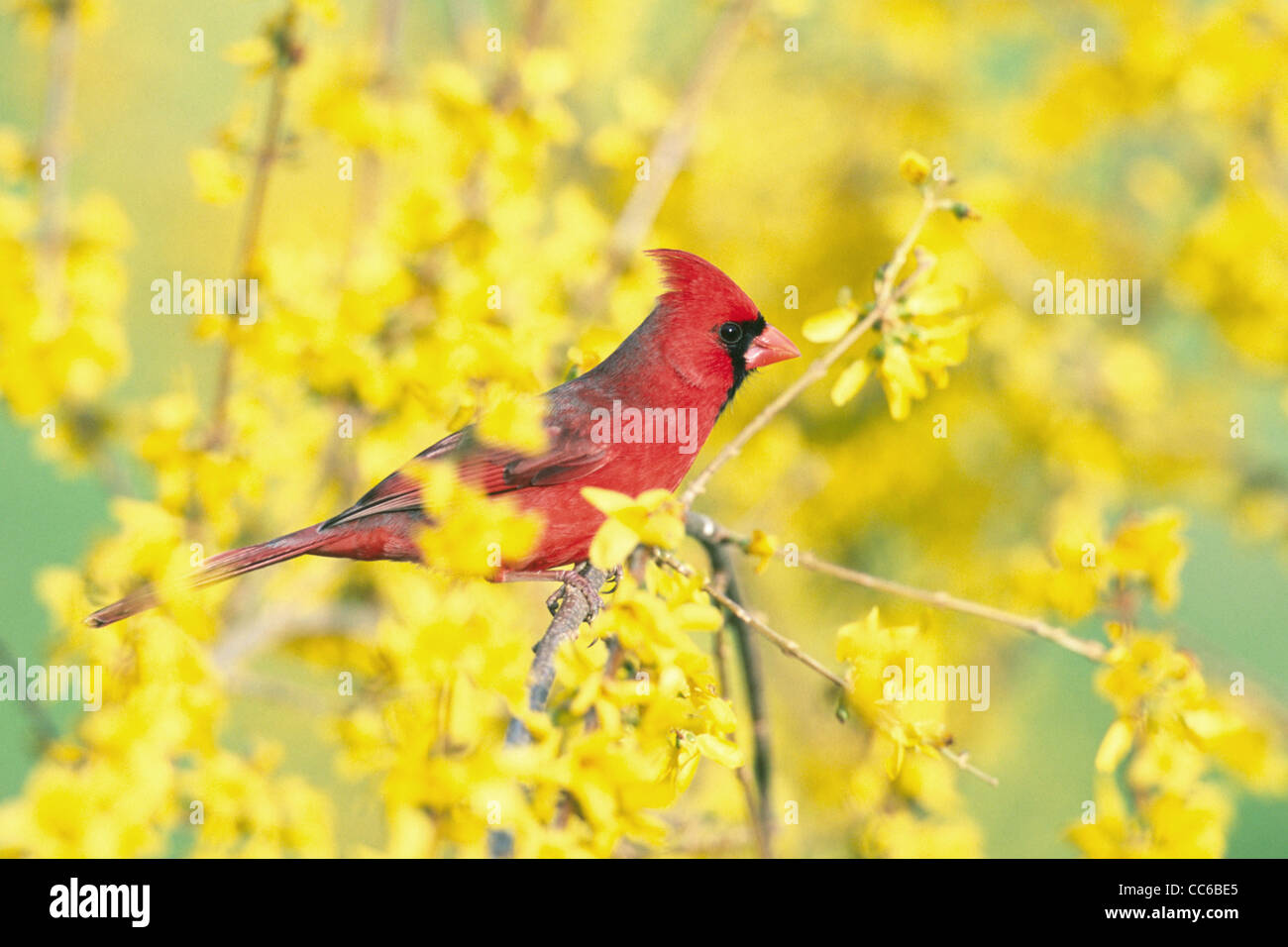 Northern Cardinal perched in Yellow Forsythia Flowers Stock Photo - Alamy