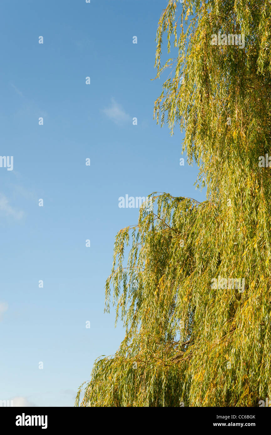 Willow tree in Autumn, Stratford-upon-Avon, Warwickshire, England, UK ...