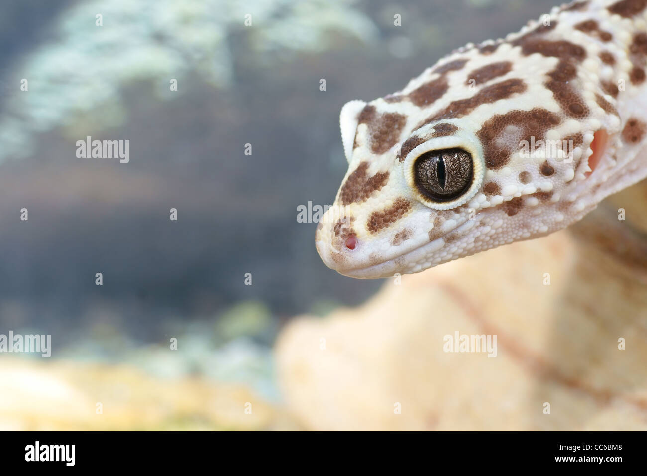 leopard gecko, Eublepharis macularius. Tropical lizard Stock Photo - Alamy