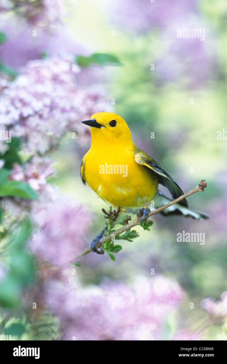 Prothonotary Warbler perched in Purple Lilac Flowers - vertical Stock ...