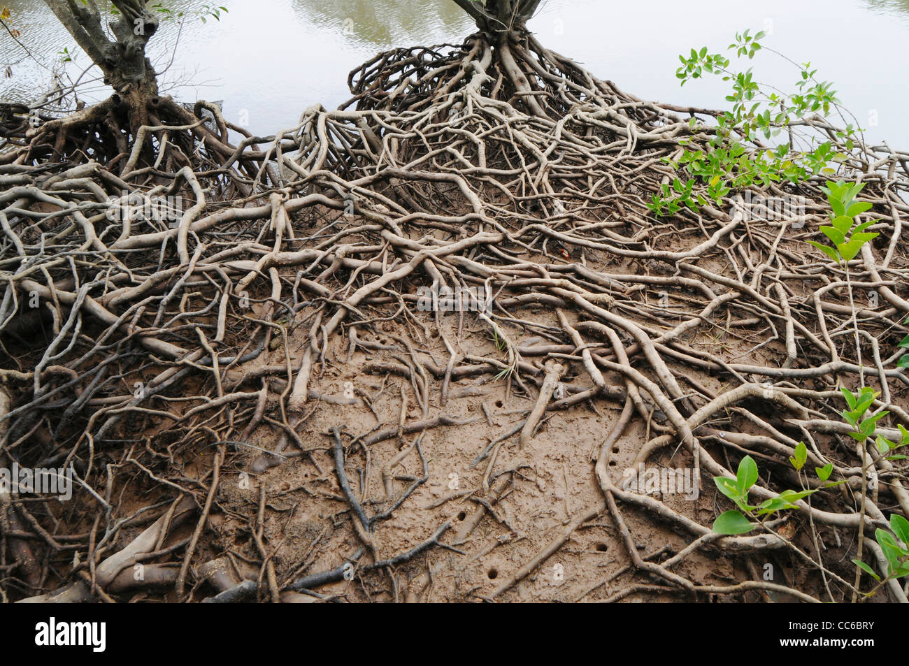 Mangrove roots detail High Resolution Stock Photography and Images - Alamy